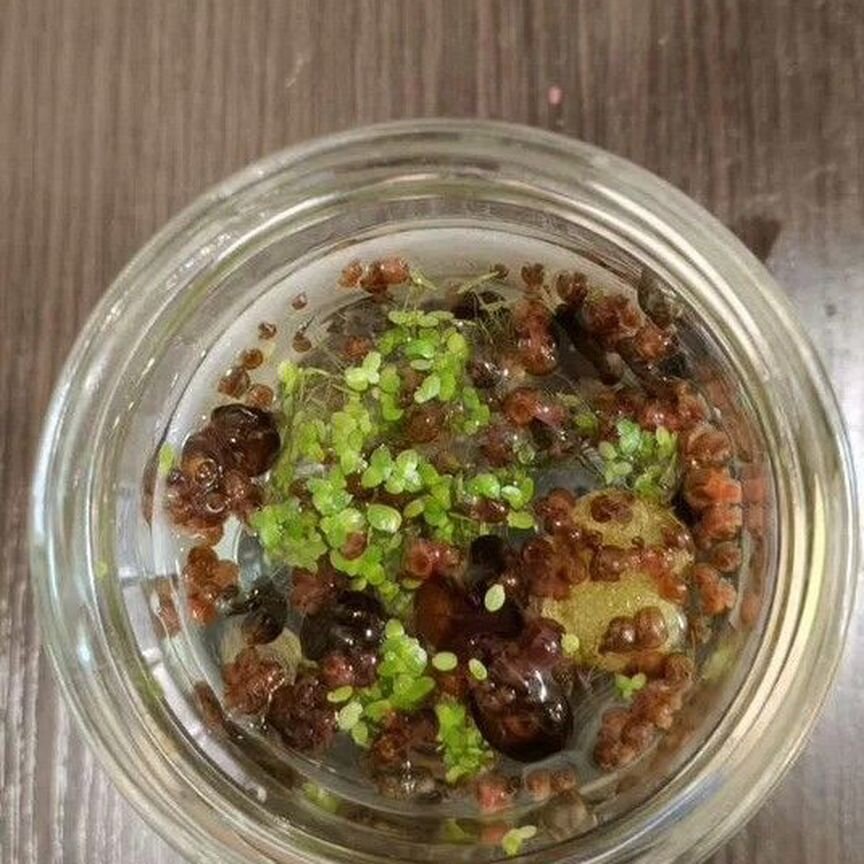 Улитки аквариумные бесплатно