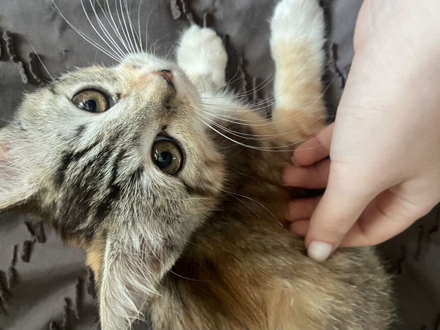 Котята в добрые руки девочка и мальчик