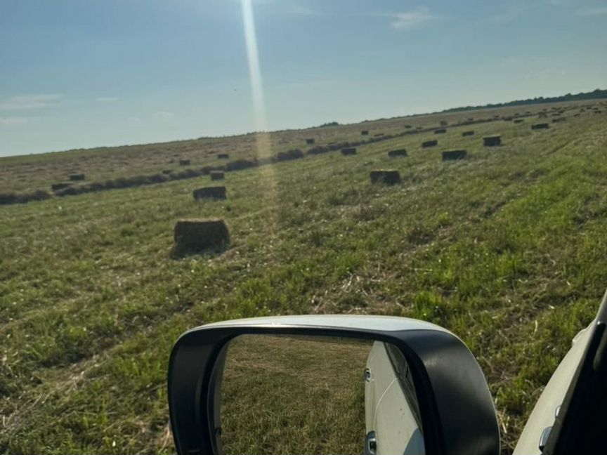 Сено луговое в тюках