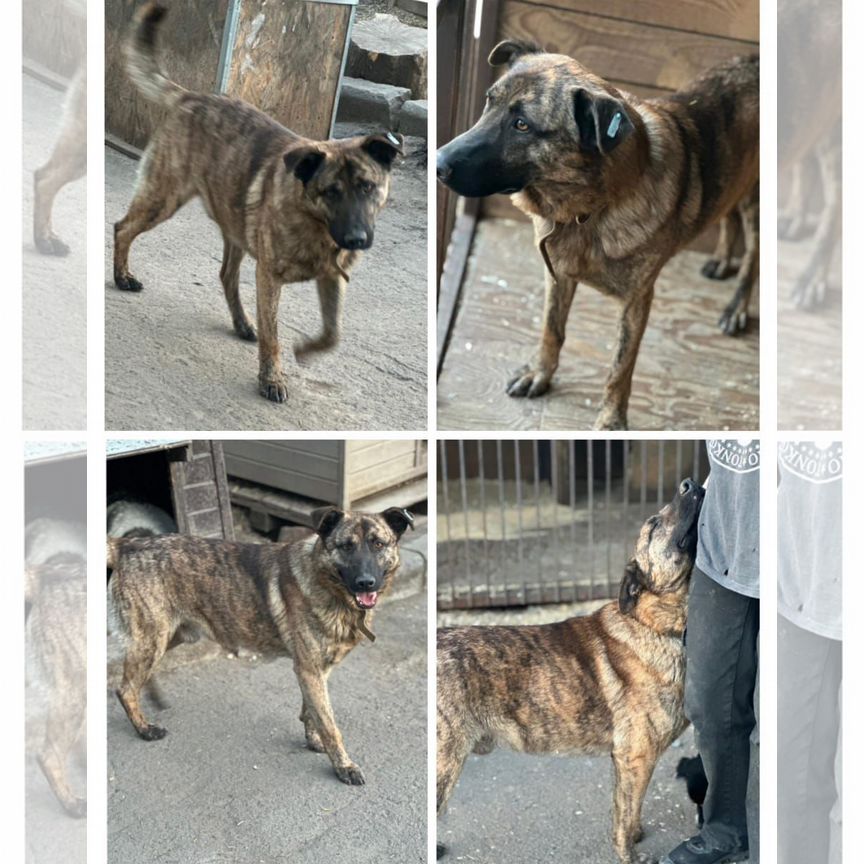 Собака в добрые руки