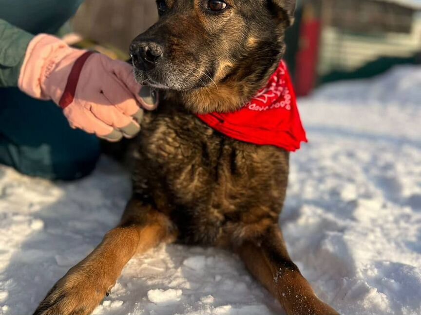 Собака в добрые руки отдам бесплатно