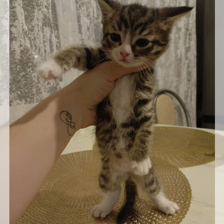 Котёнок в добрые руки