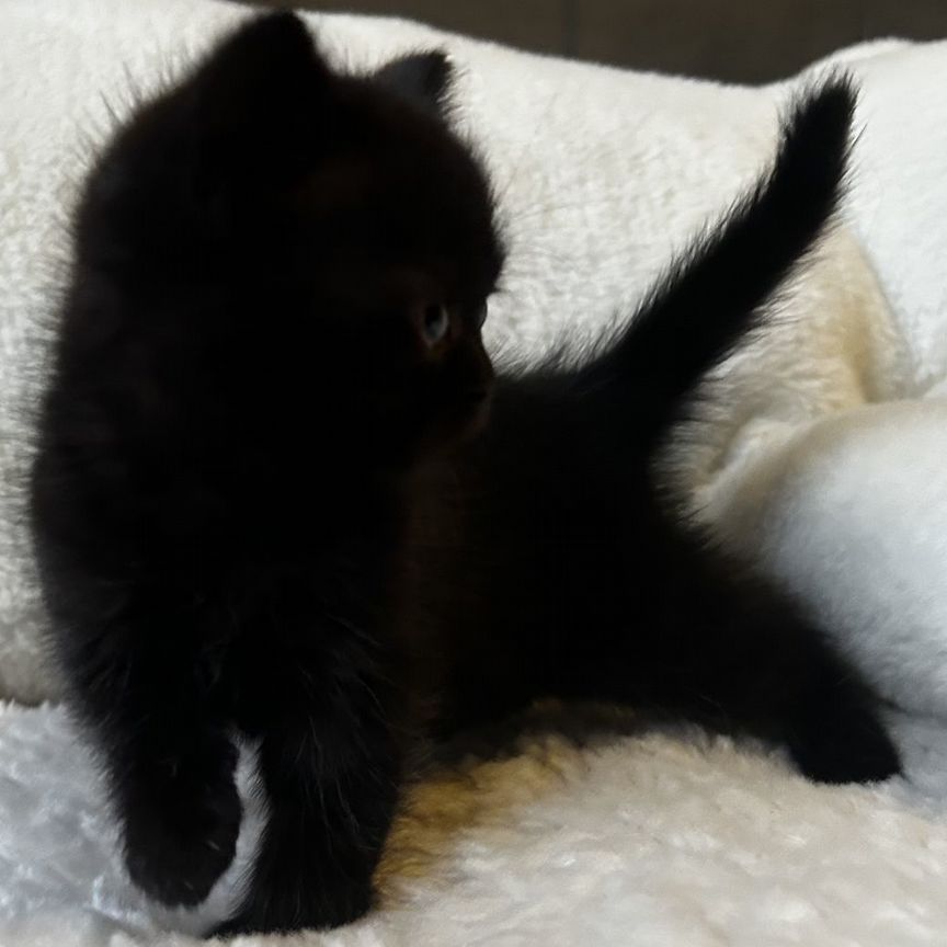 Шотландский прямоухий короткошёрстный котёнок