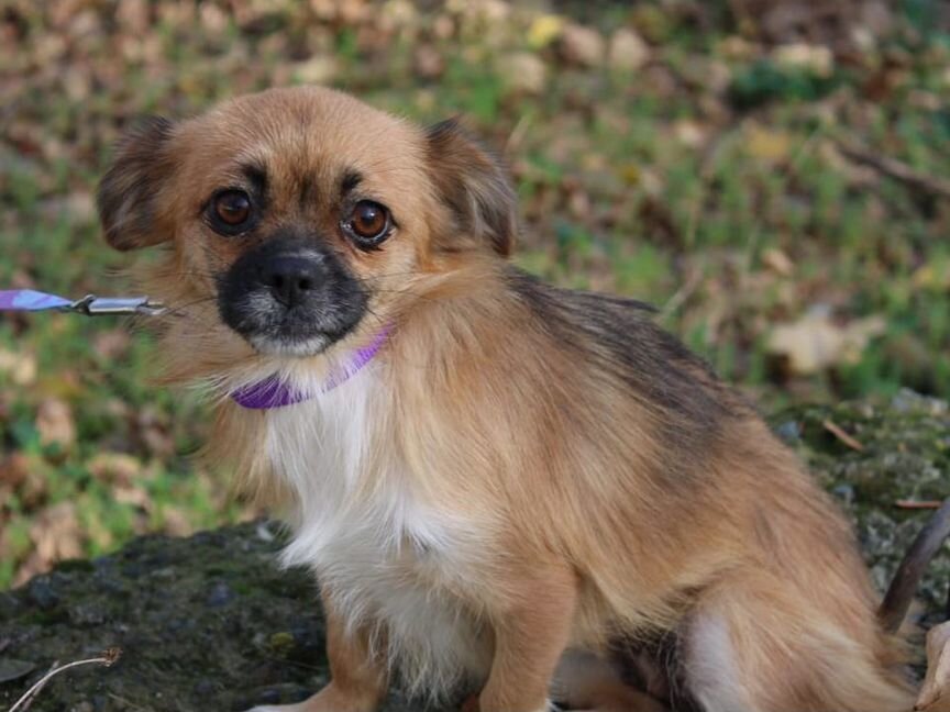 Отдам метиса с пекинесом маленькую собачку