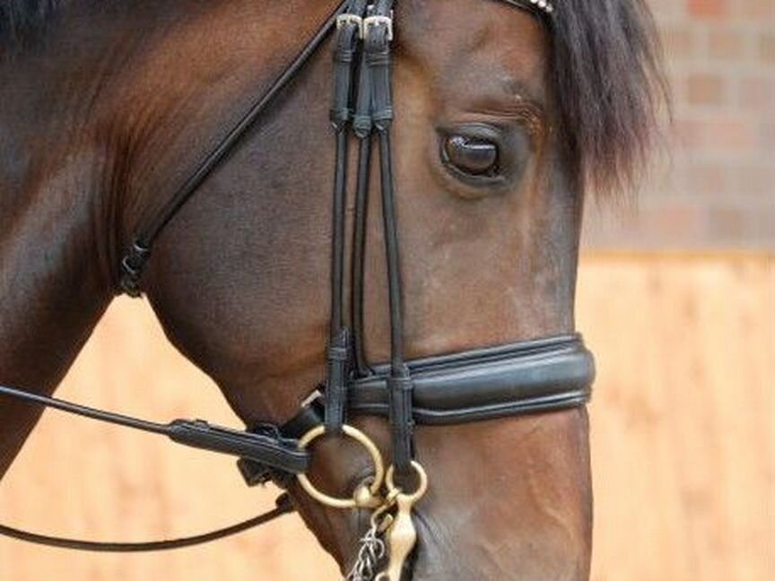 Мундштучное оголовье Dyon full