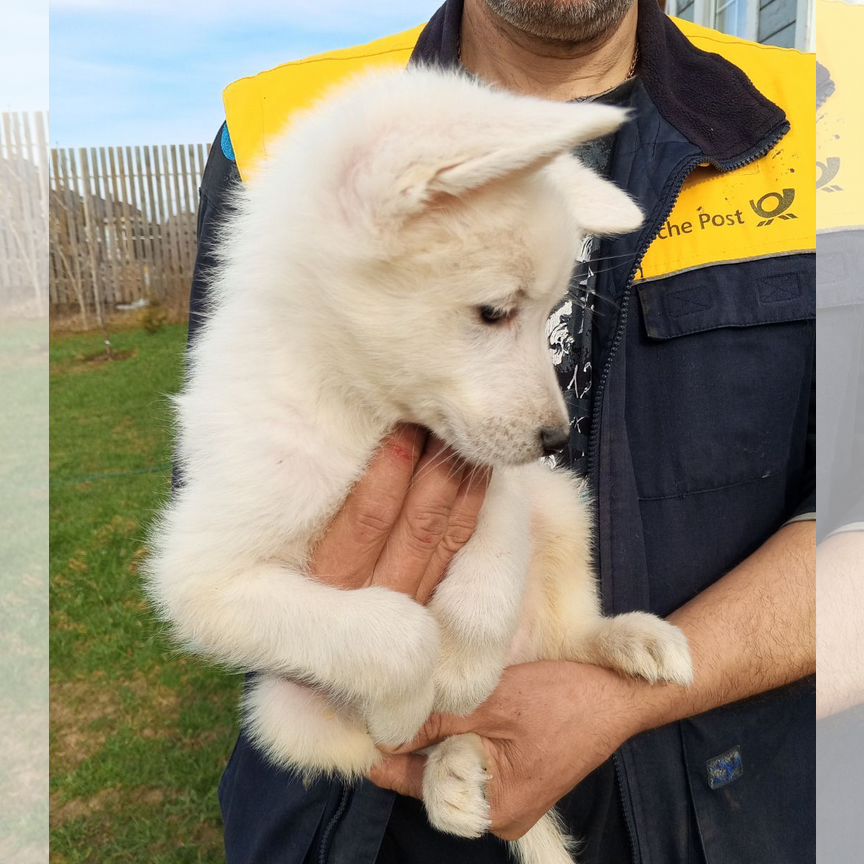 Лайка, щенок