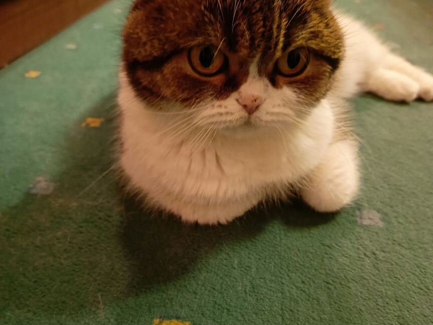 Отдадим кошку скоттиш фолд