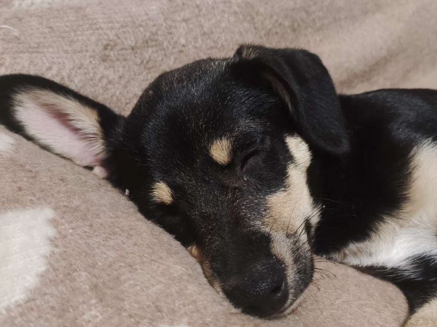 Маленькая собака