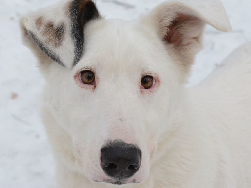 Пес Кокос ищет дом