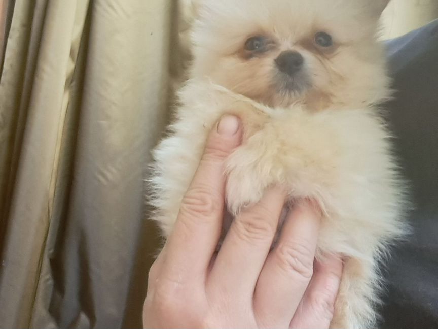 Маленькая собака шпиц