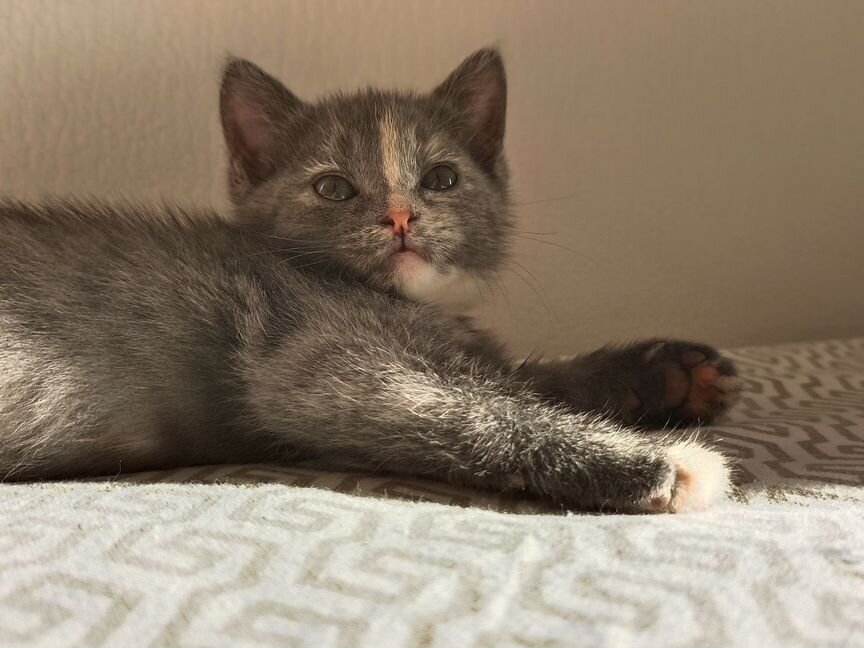 Котята - булочки в Дар