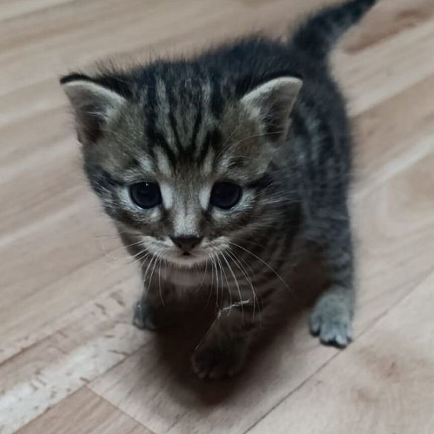 Котик