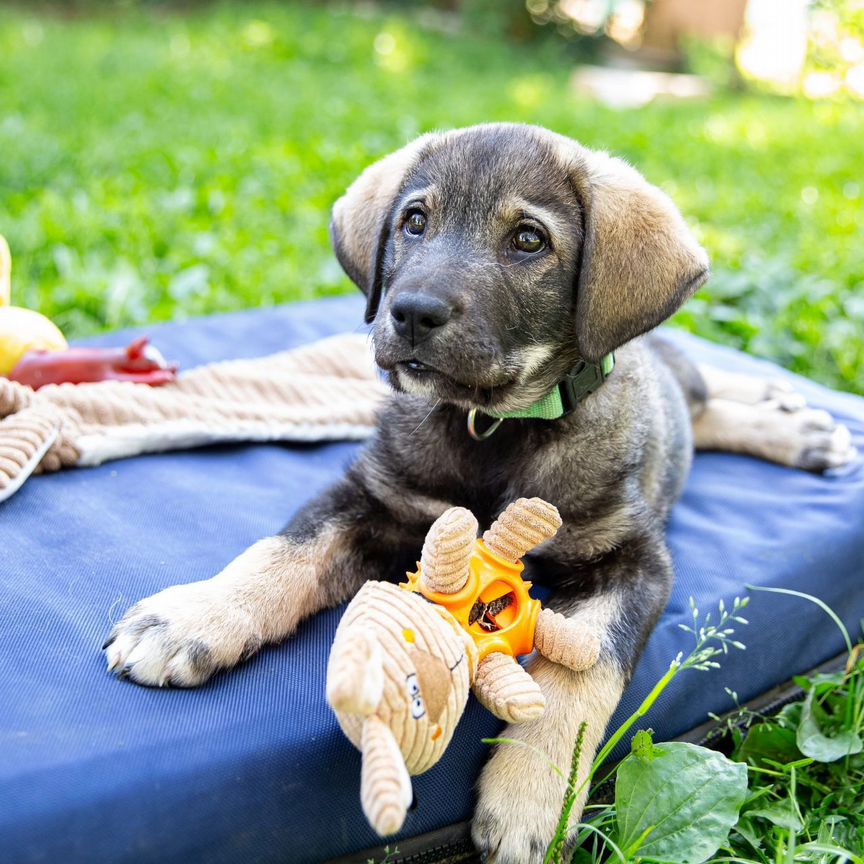 Ласкушка щенок в добрые руки