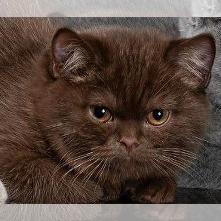 Британская шоколадная кошечка