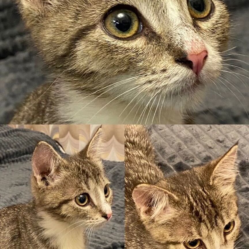 Котята