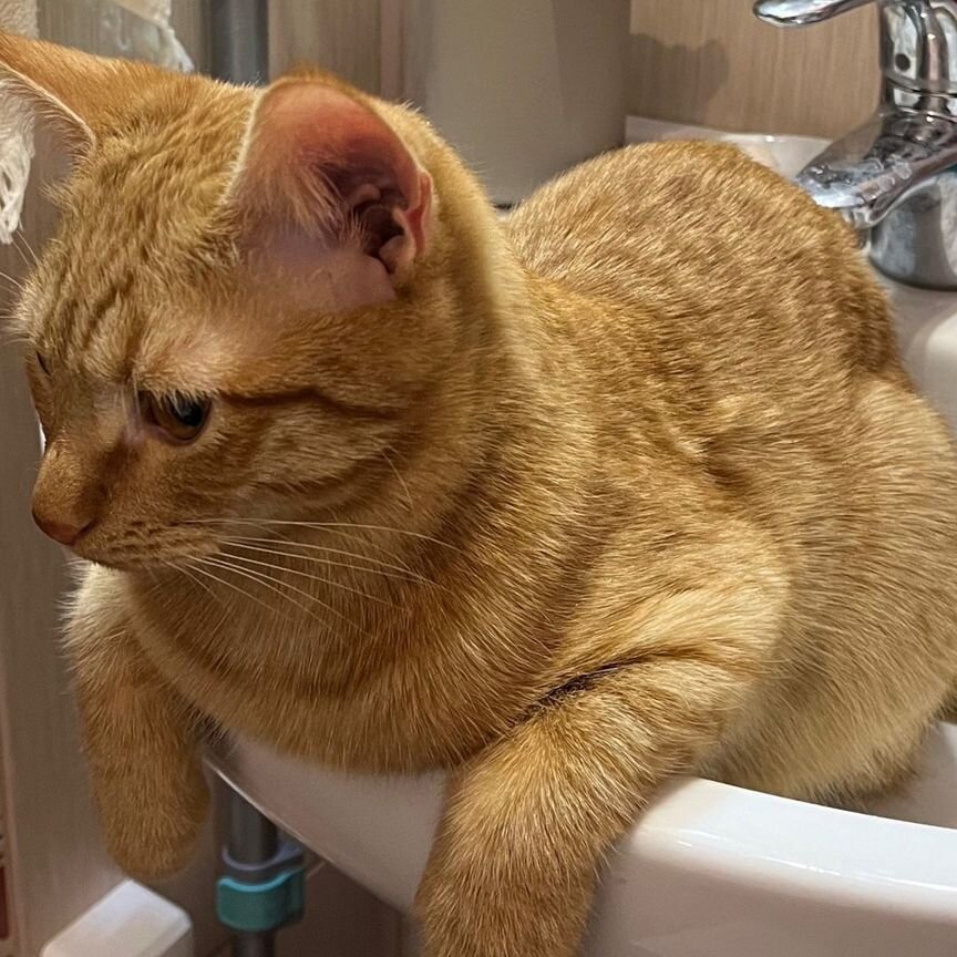 Отдам котика, в добрые руки