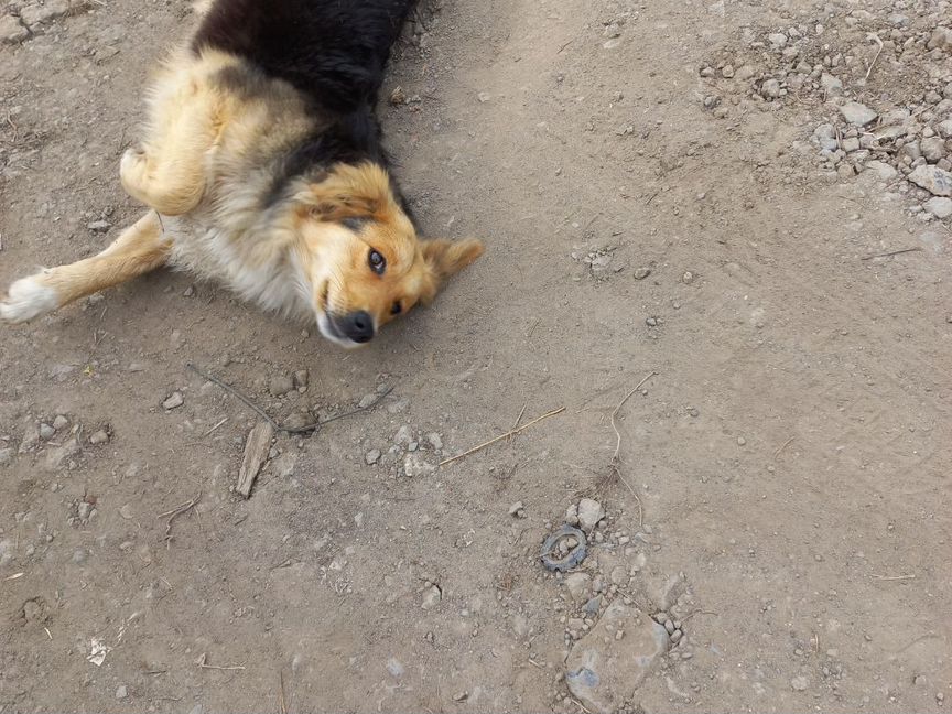 Собачка лапушка