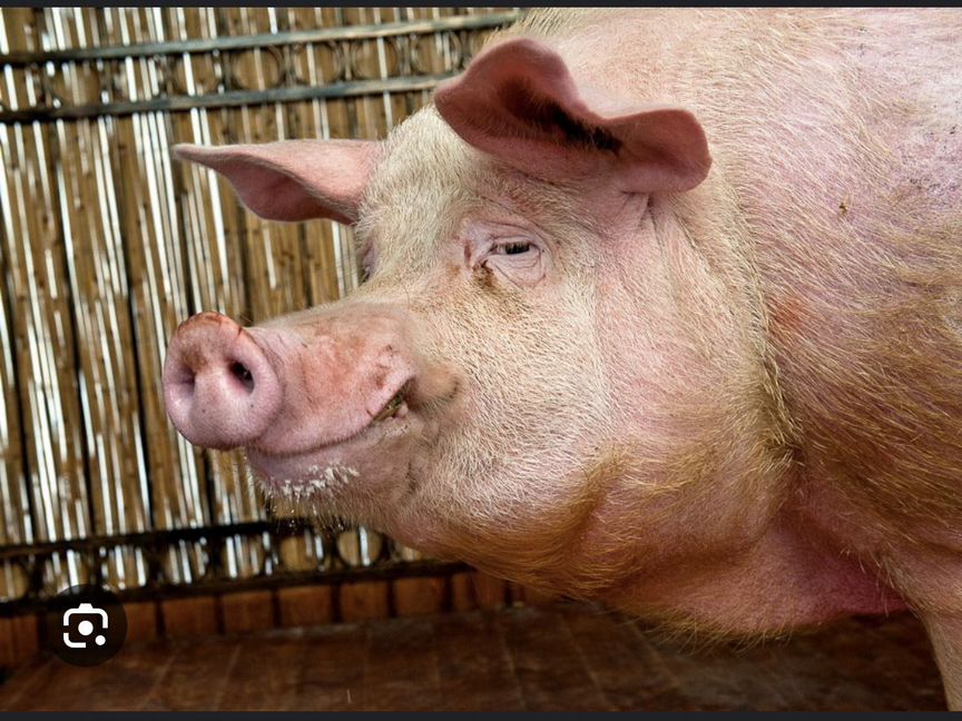 Продам хряка на мясо 30000