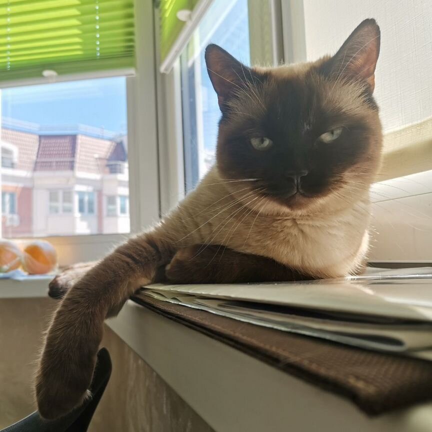 Шотландская прямоухая кошка