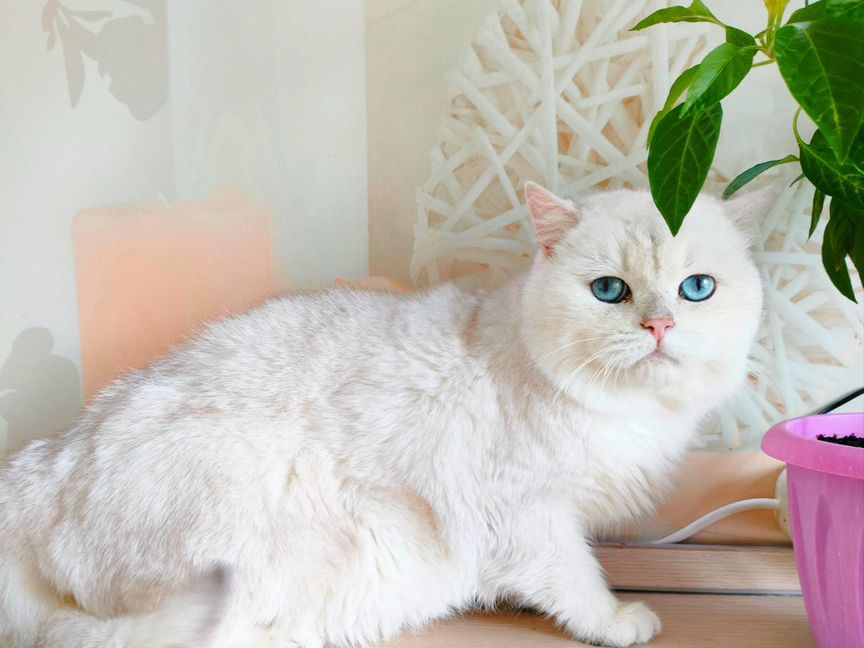 Серебристая шиншилла поинт