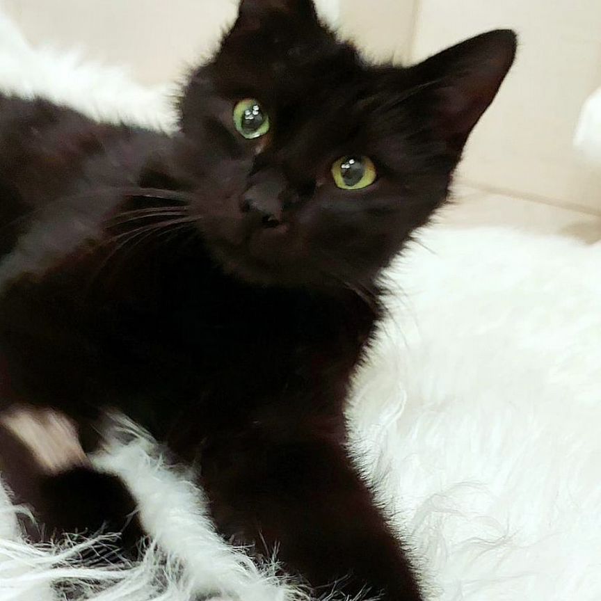 Кошка