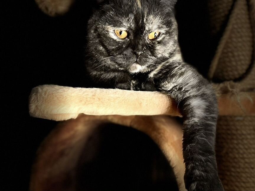 Шотландская кошка