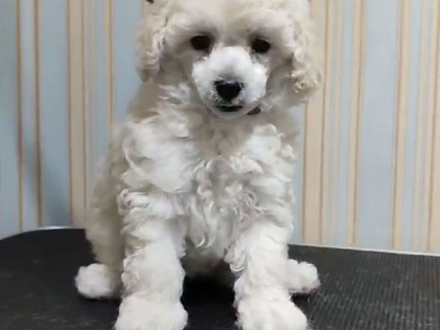 Щенки девочки миниатюрного пуделя