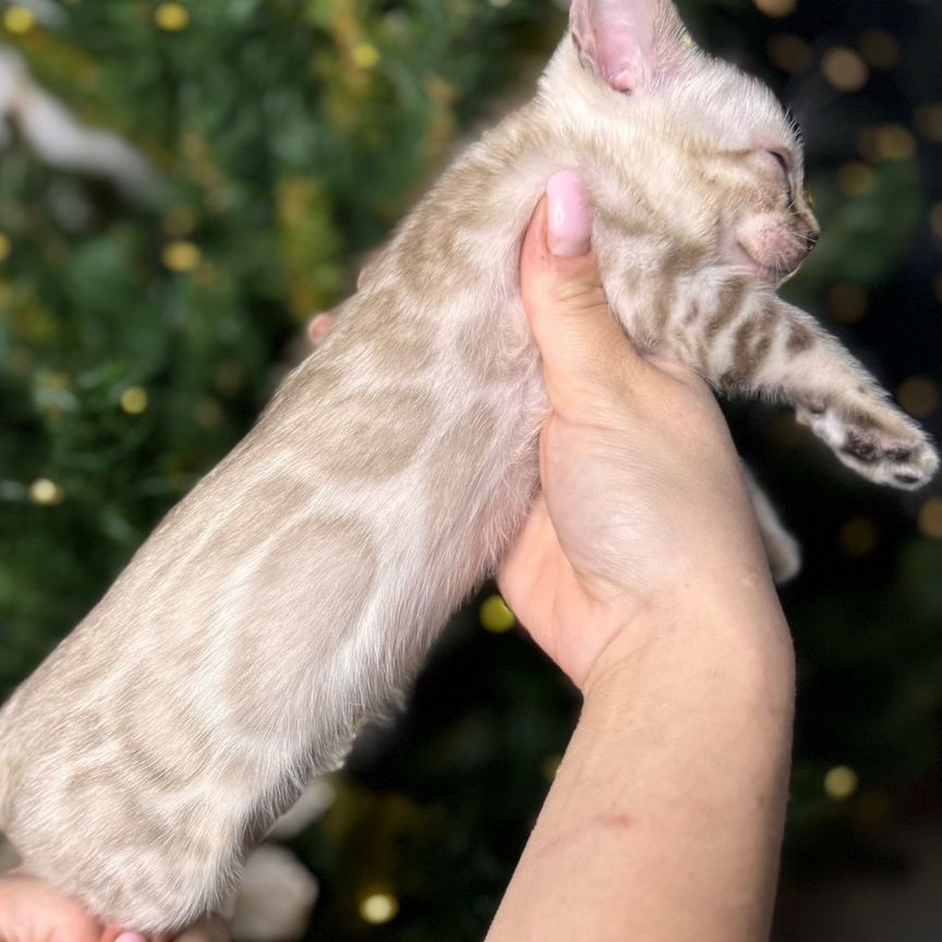 Мальчик от заводчика