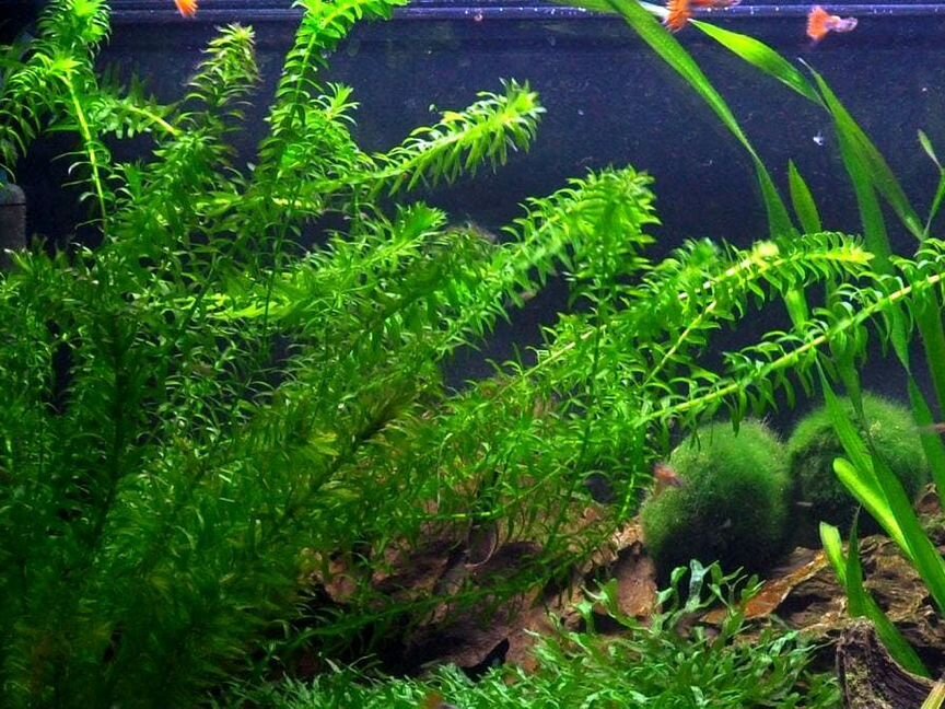 Аквариумные растения. Элодея, роголистник и тд