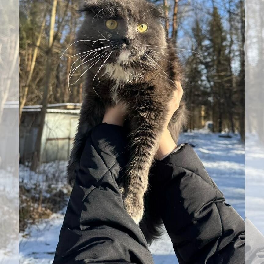 Котик Кузя (домовенок Кузя - на счастье, значит)