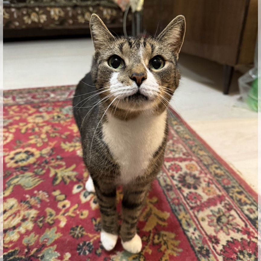 Взрослый кот в добрые руки