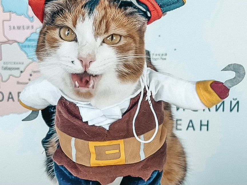 Костюм пирата для животного (кошке или собачке)