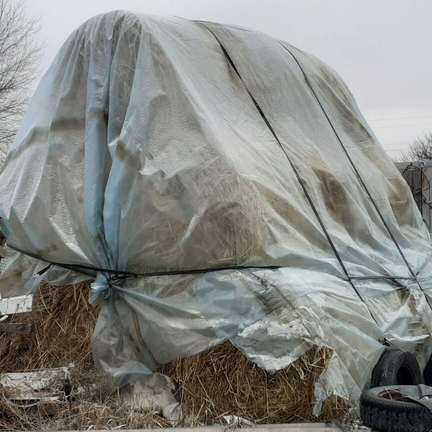 Сено суданка в рулонах