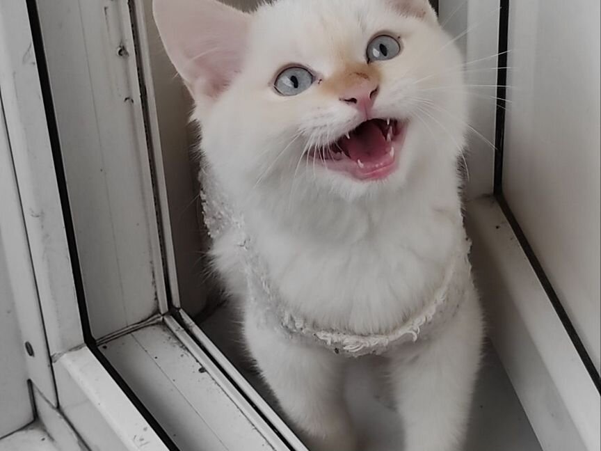 Анатолийская кошка