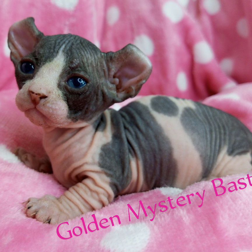 Сфинкс Двэльф