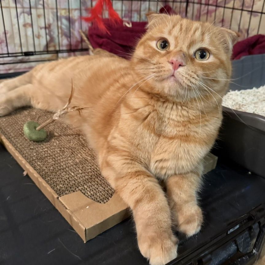 Шотландский вислоухий короткошёрстный котёнок