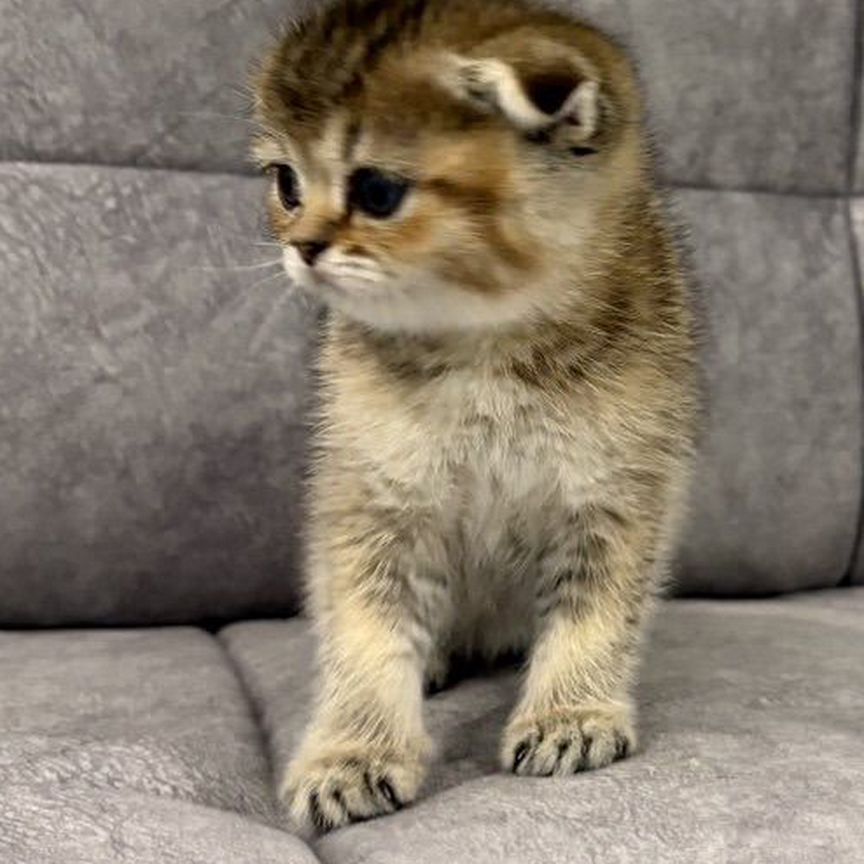 Шотландский вислоухий короткошёрстный котёнок