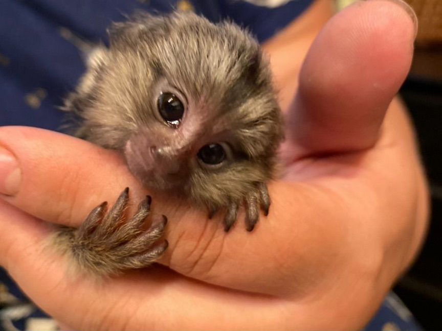 Малыши обезьн