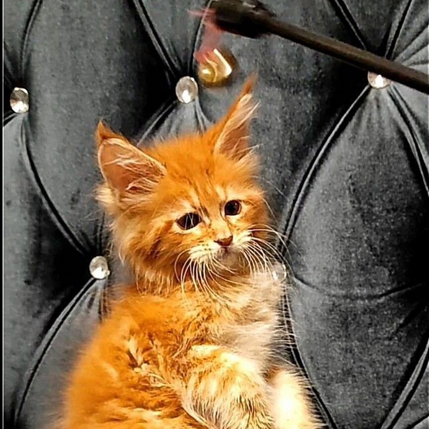 Котята мейн-кун