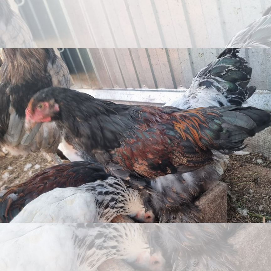 Петух, 4 мес. Брама куропатчатая