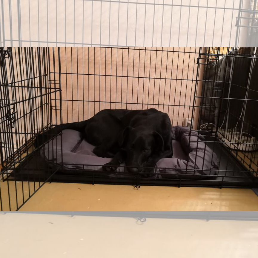 Клетка для собак 6 бу