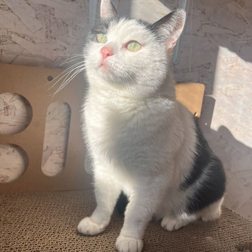 Взрослый кот в добрые руки