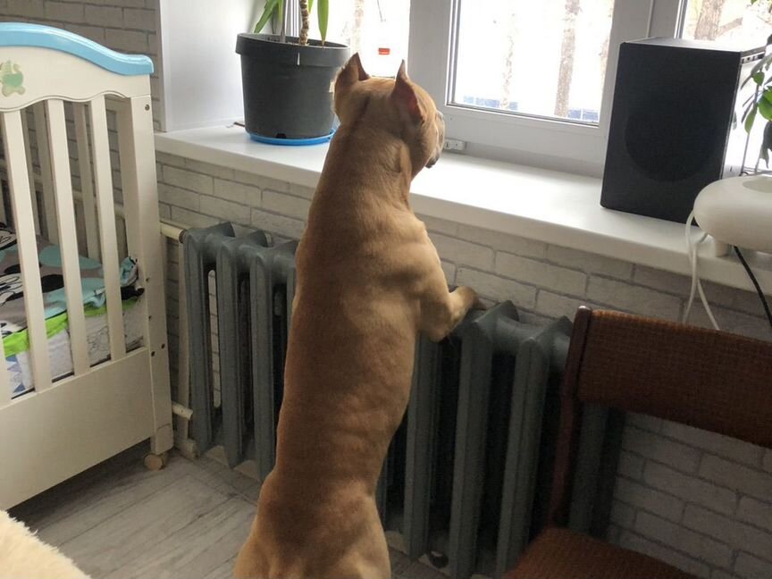 Стаффорд вязка