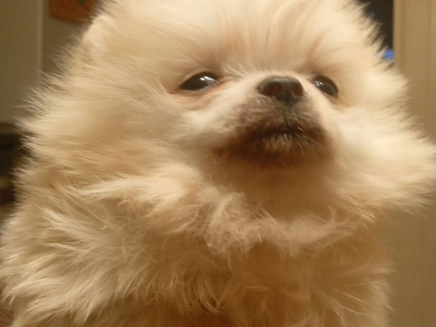 Померанский шпиц мини