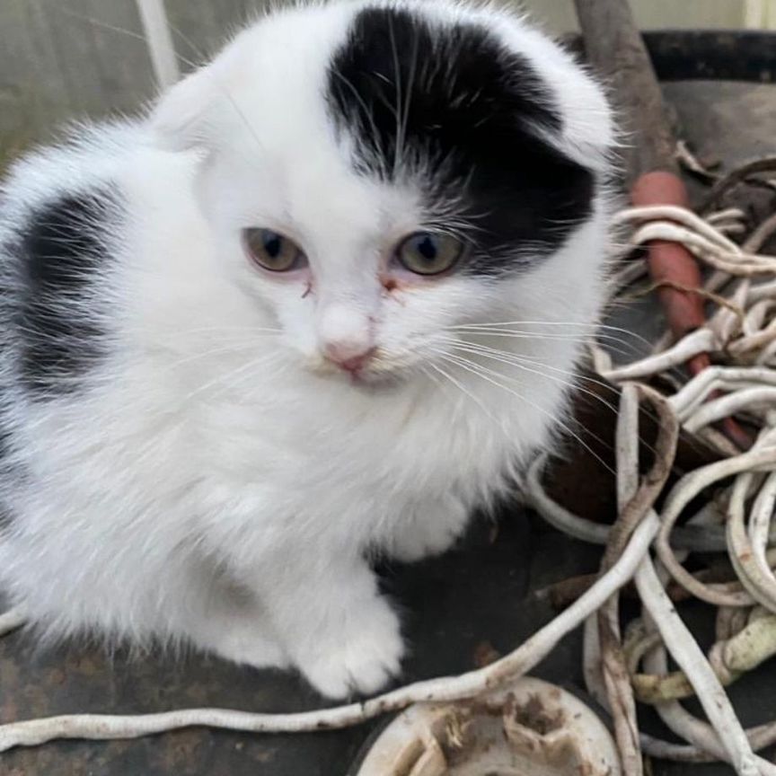 Котёнок в добрые руки