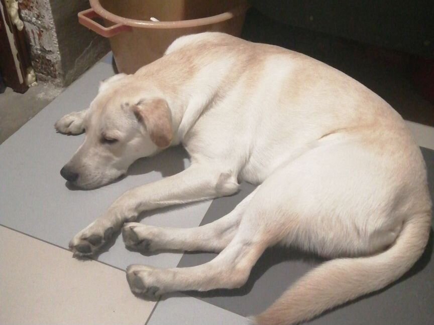 Кобель лабрадора Вязка