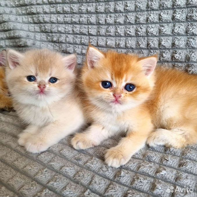 Сладкие золотинки