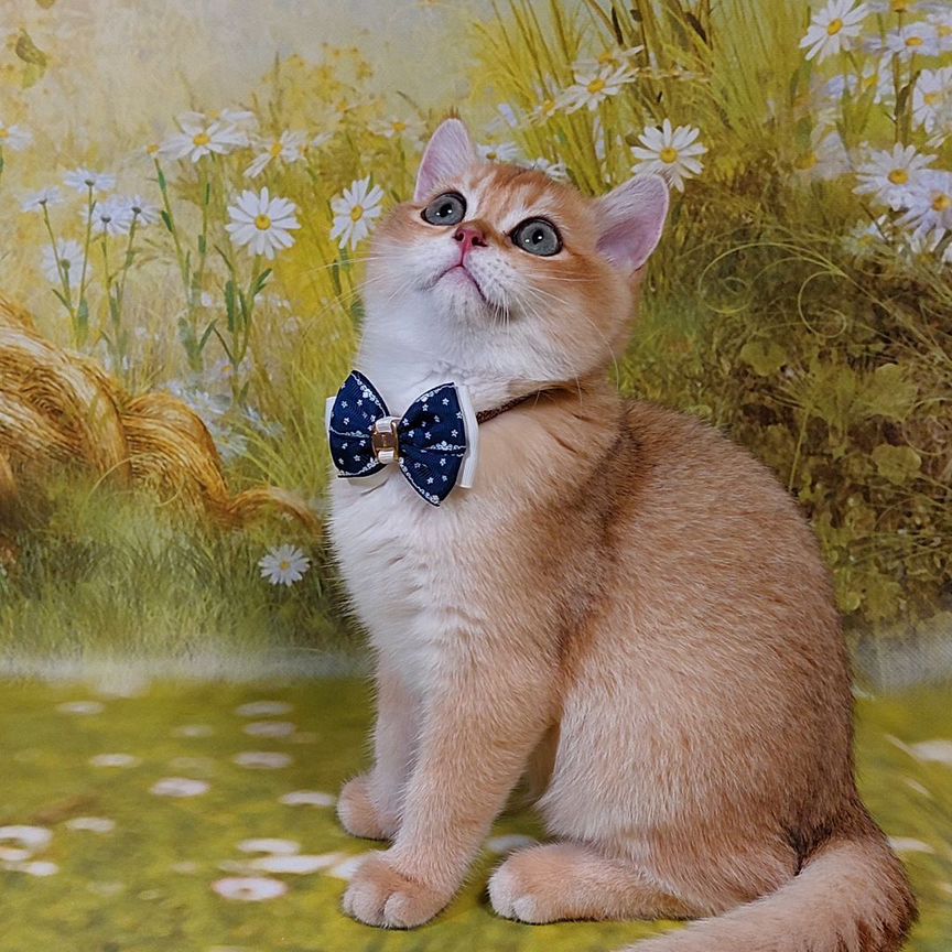 Шотландский котик золотая шиншилла с документами