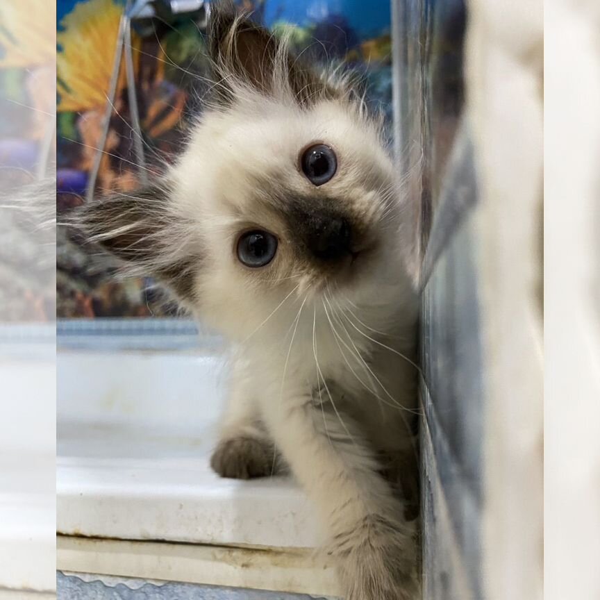 Сиамский котёнок
