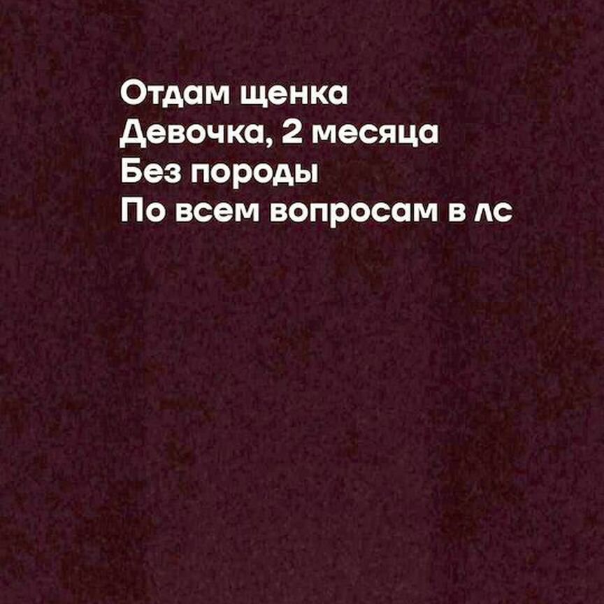 Щенок в добрые руки